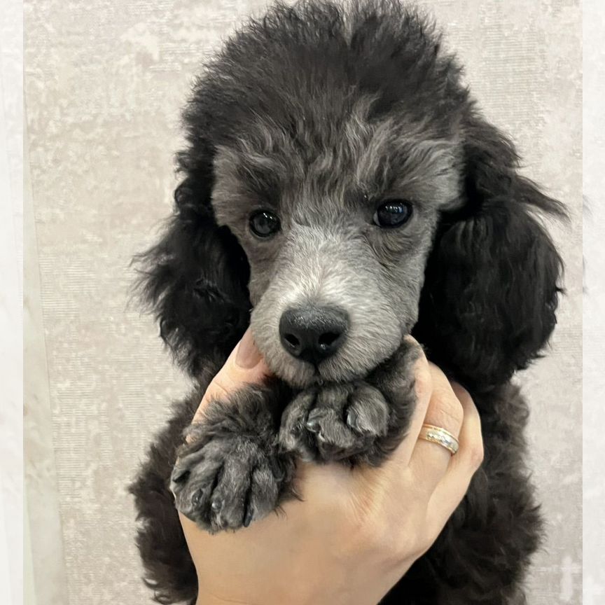 Той-пудель, щенок