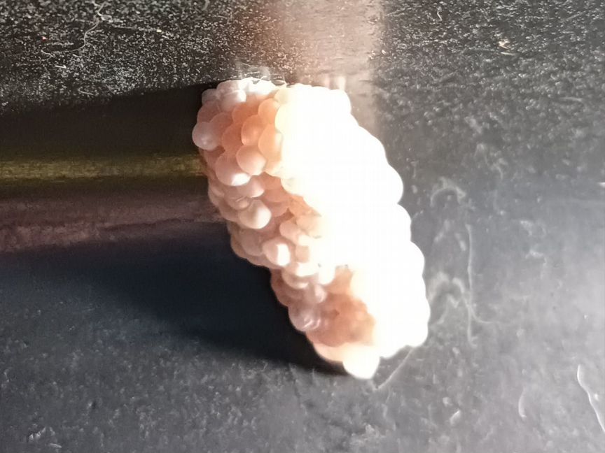 Икра улитки Ампулярия много