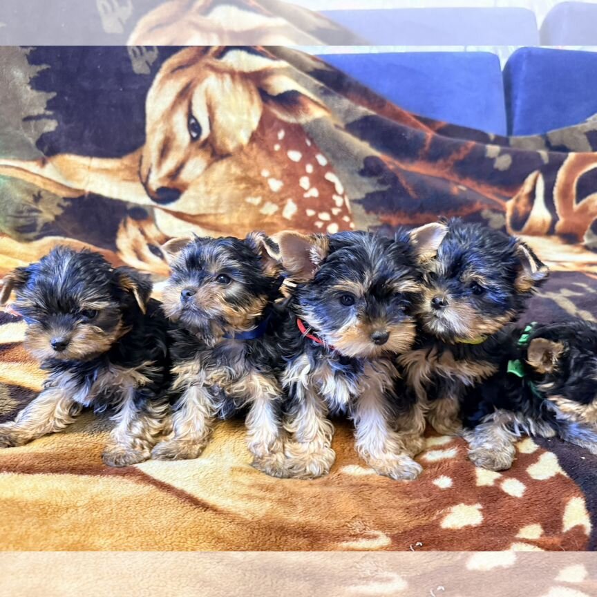 Йоркширский терьер, щенок