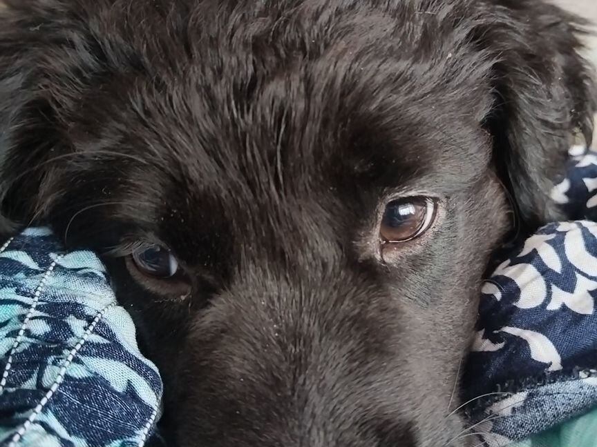 Щенок в добрые руки бесплатно