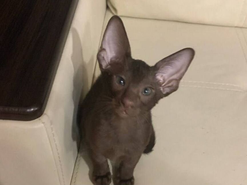 Ориентальный котёнок