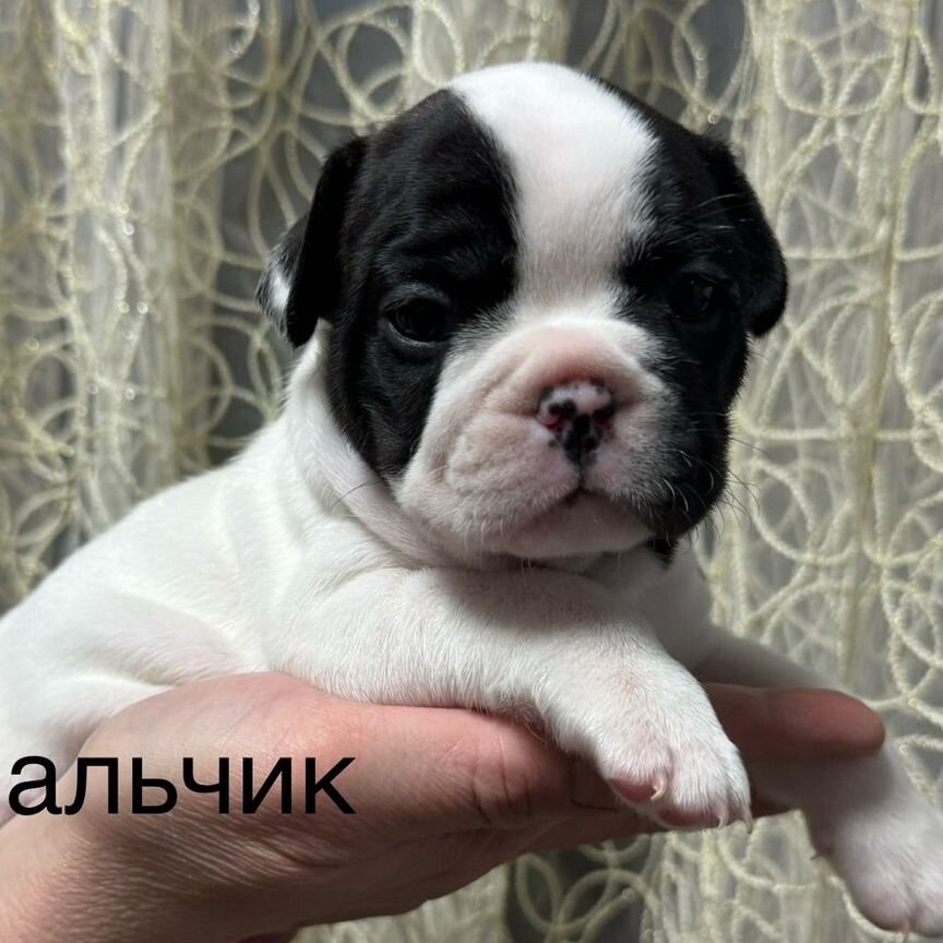 Щенки франзуского бульдога