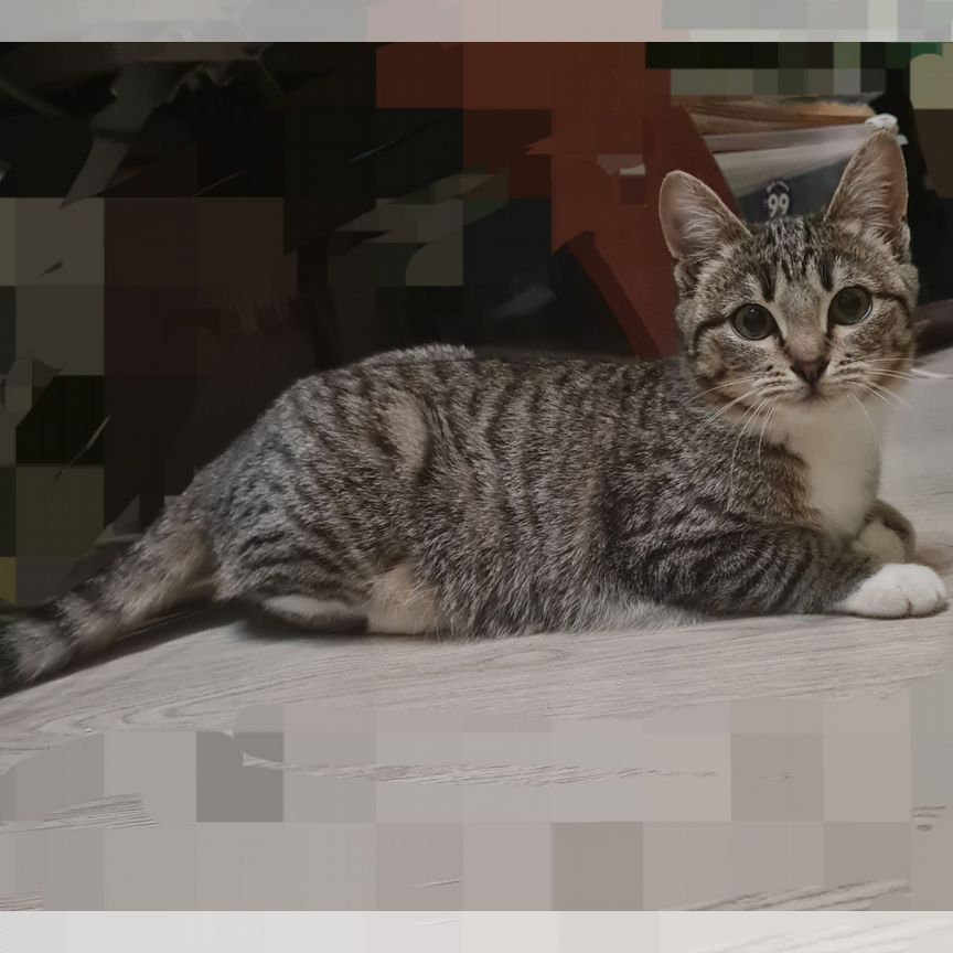 Кошки в добрые руки бесплатно
