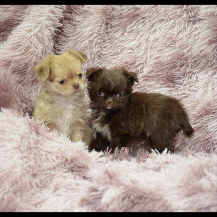 Мальчики с документами