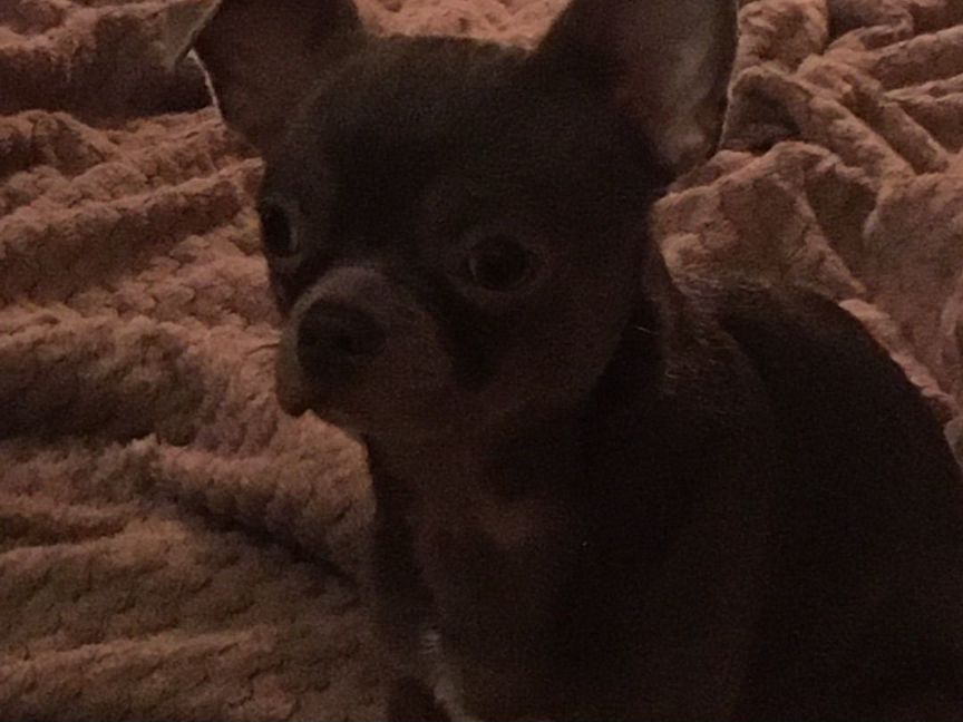 Чихуахуа мальчик подросток лиловый