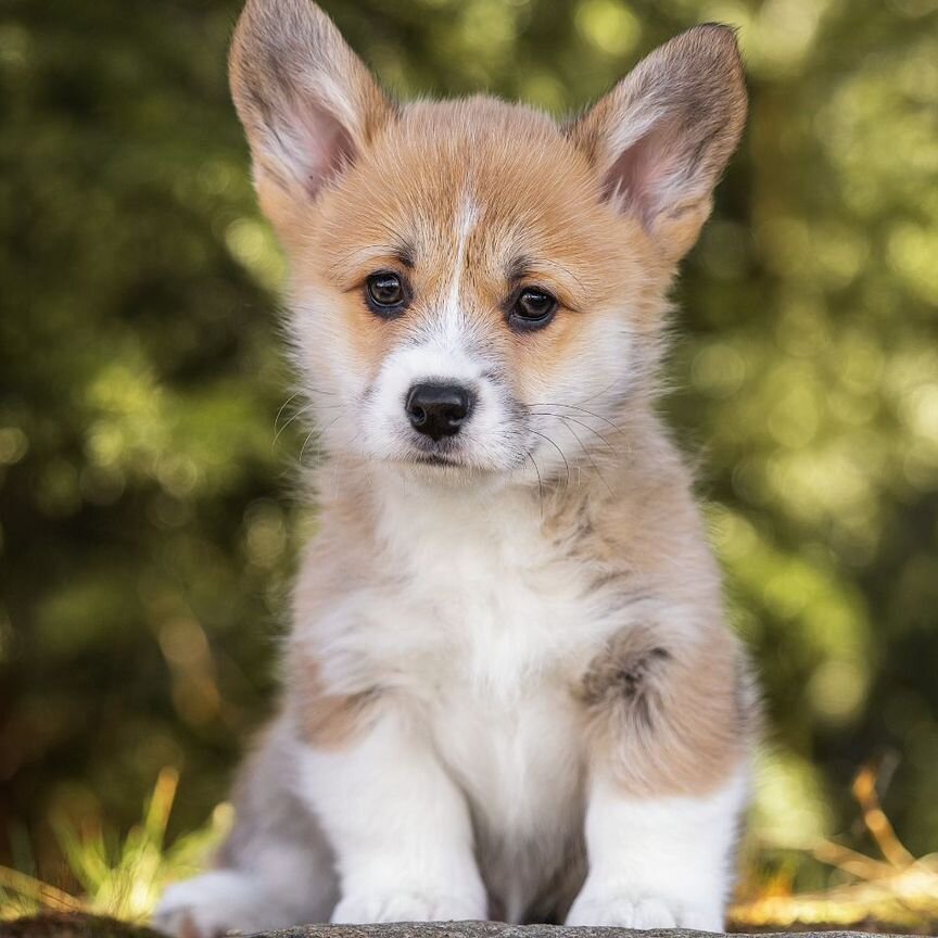 Вельш Корги Пемброк, щенок