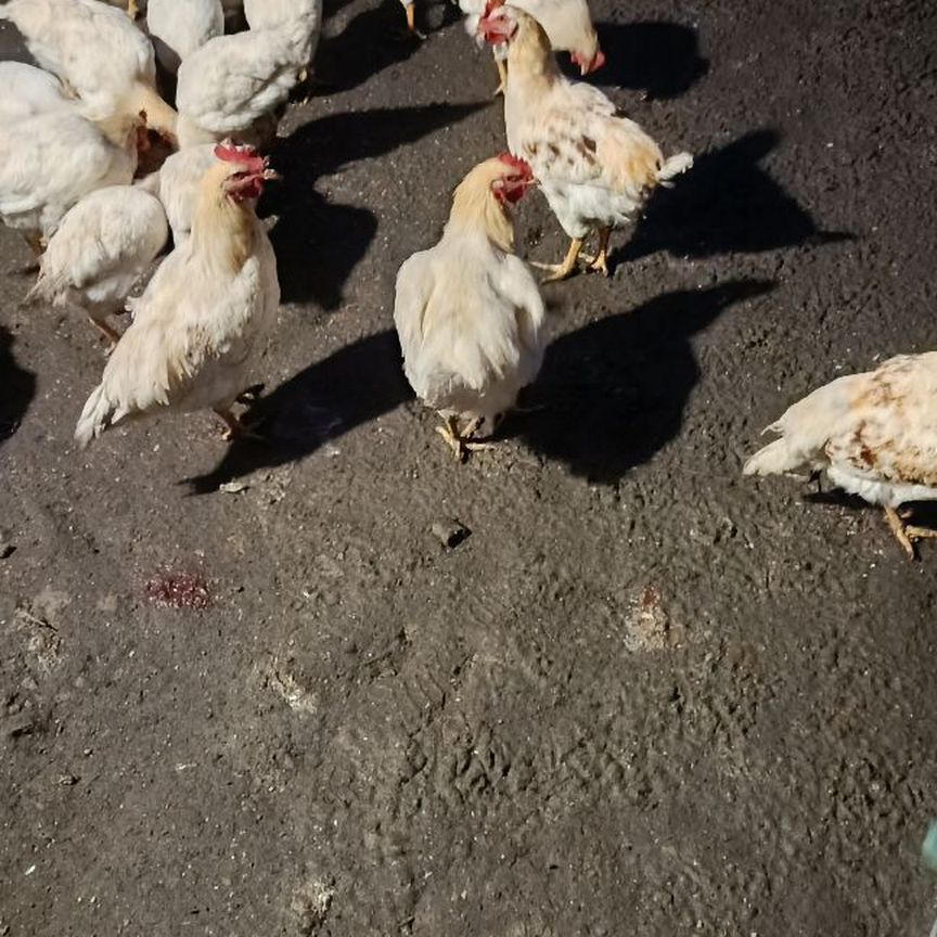 Молодые петушки