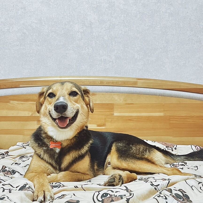 Бывшедомашний пёса ищет родителей