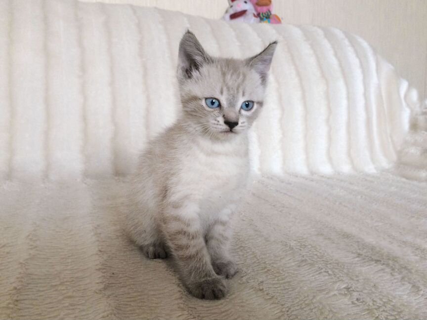 Весёлые котята