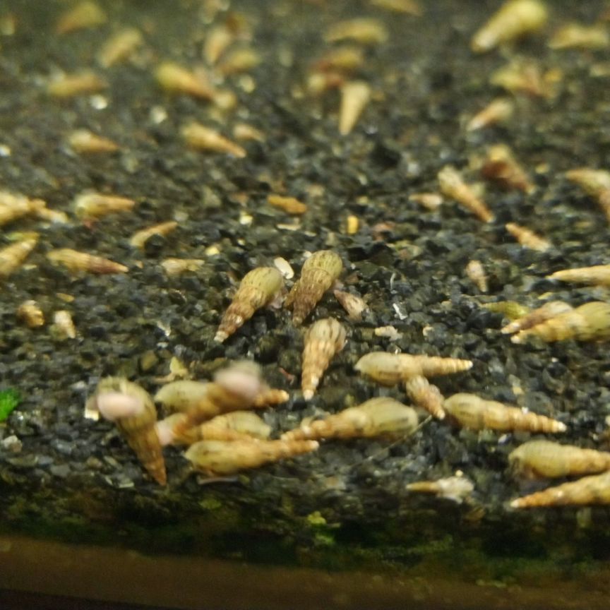 Улитки мелании