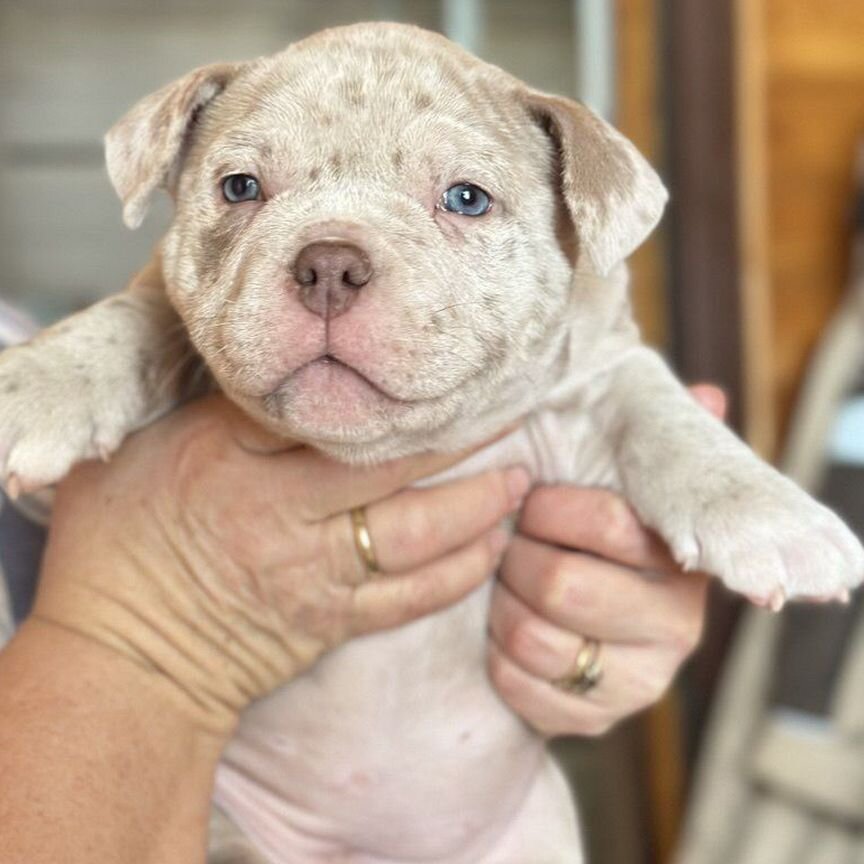 Американский булли, щенок