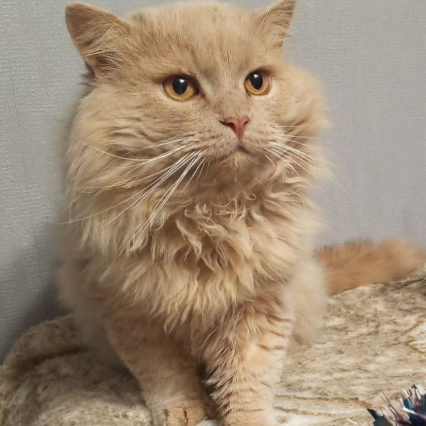 Взрослый кот в добрые руки