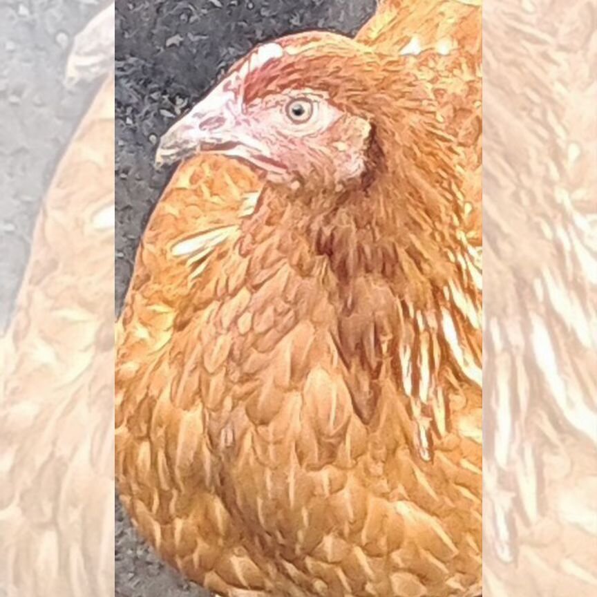 Куры молодки