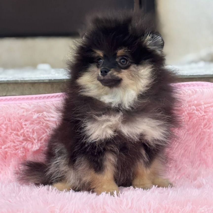 Немецкий шпиц