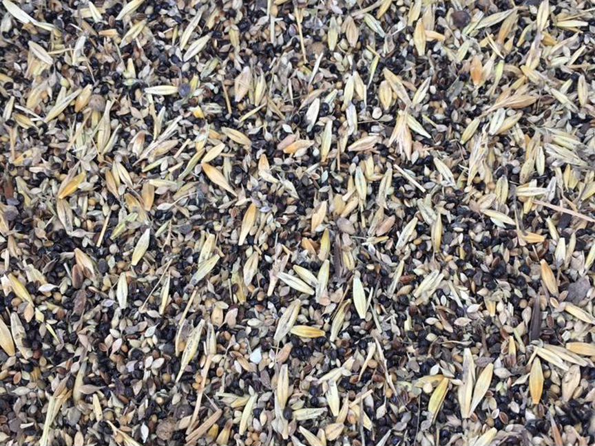 Семя льна Зерносмесь