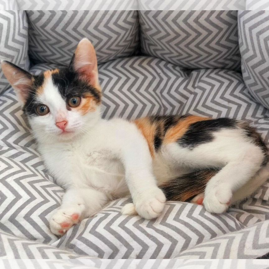 Котёнок девочка 3 мес