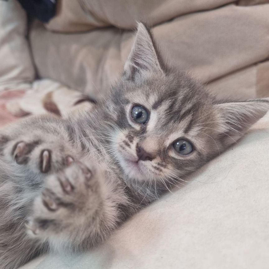 Котята в добрые руки за рубль