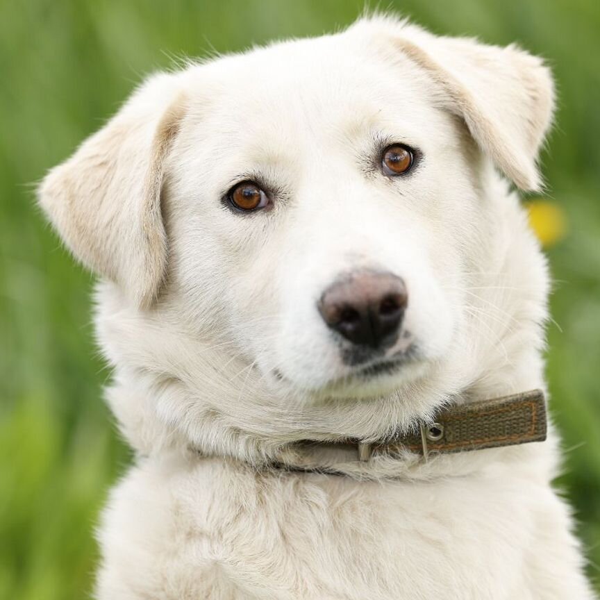 Взрослая собака в добрые руки