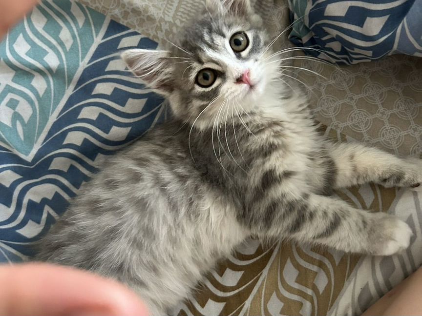 Котенок