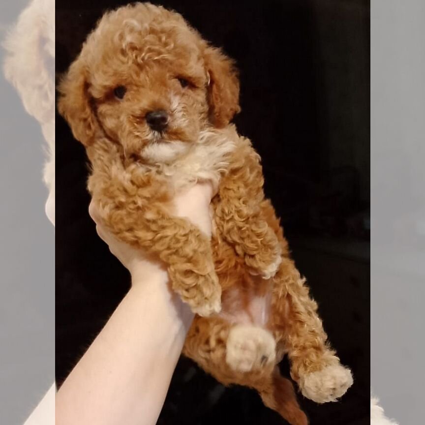 Той-пудель, щенок