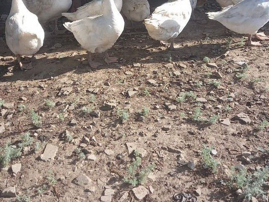 Гуси и гусята