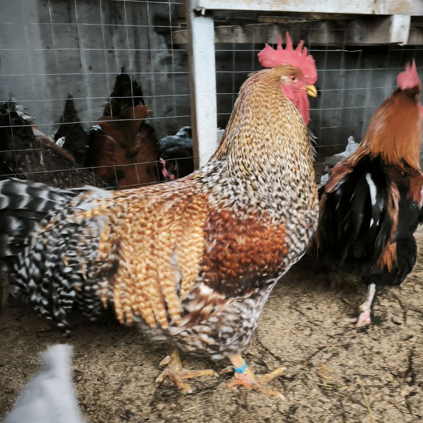 Петухи Маран ч/м, Амераукана, Билефельдер