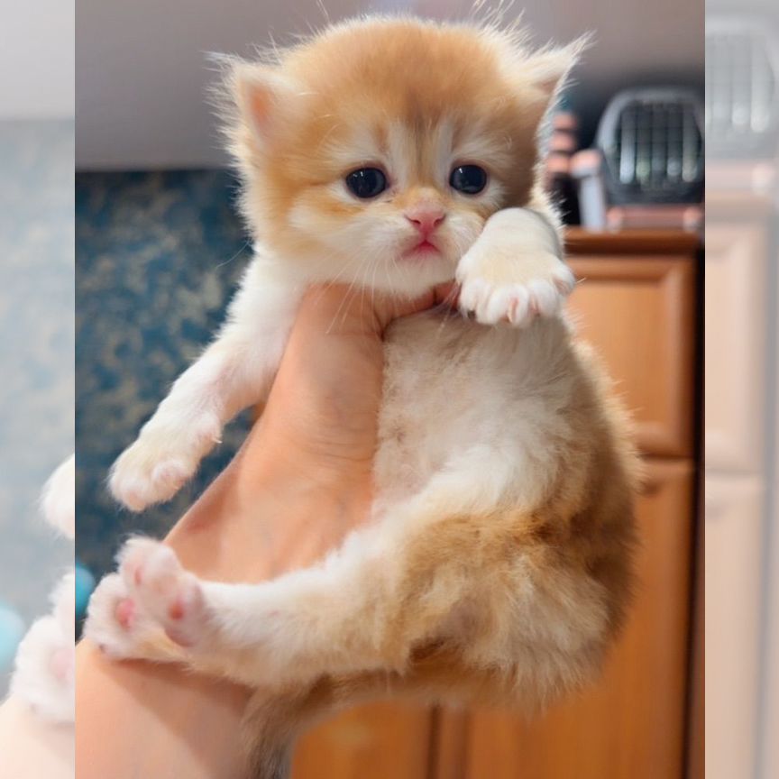 Британский длинношёрстный котёнок