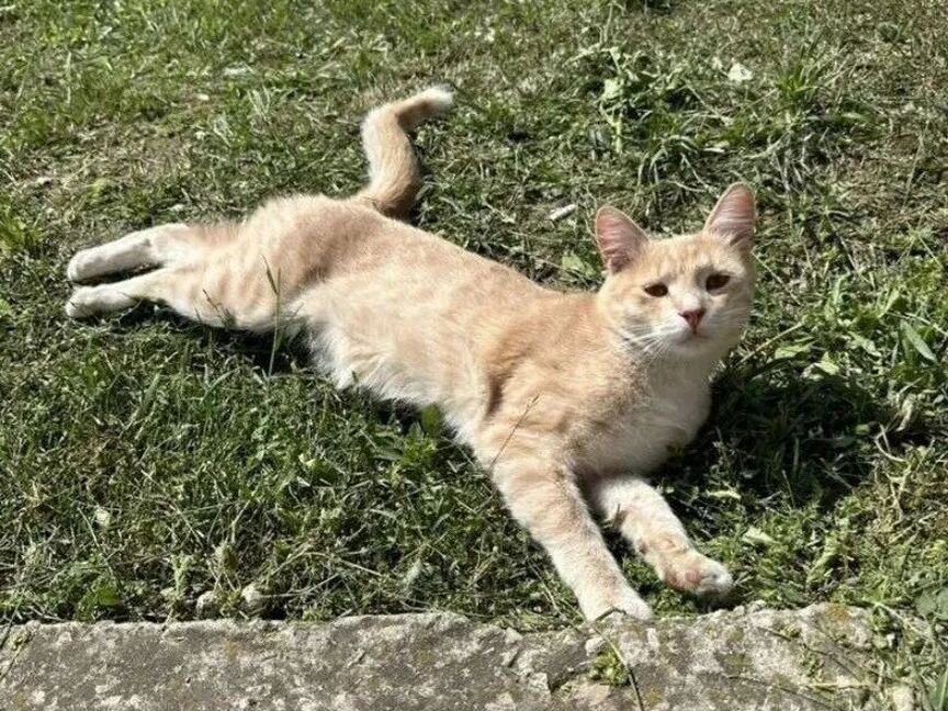 Котик в добрые руки