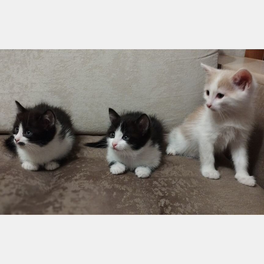 Котята в добрые руки приучены к лотку,веселые игру