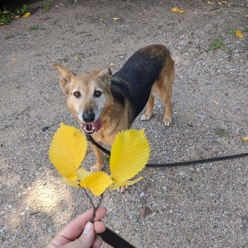 Берте нужна семья