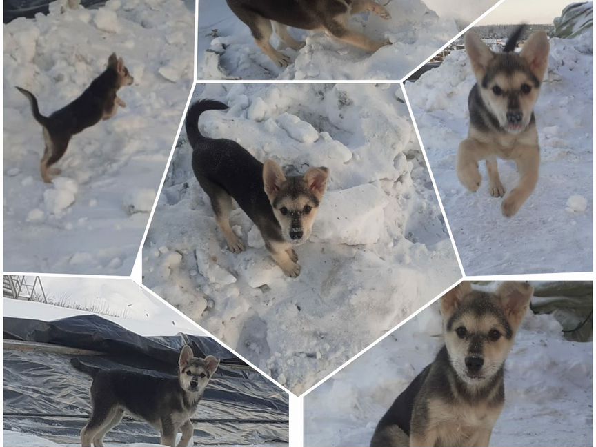 Собака в добрые руки отдам бесплатно