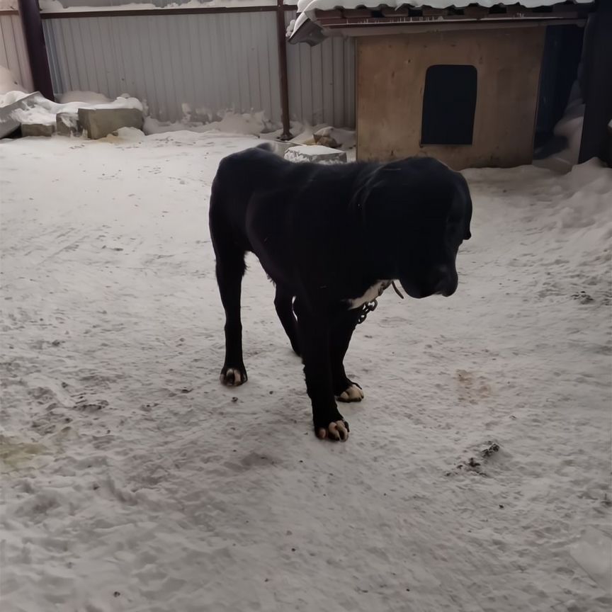 Среднеазиатская овчарка, щенок