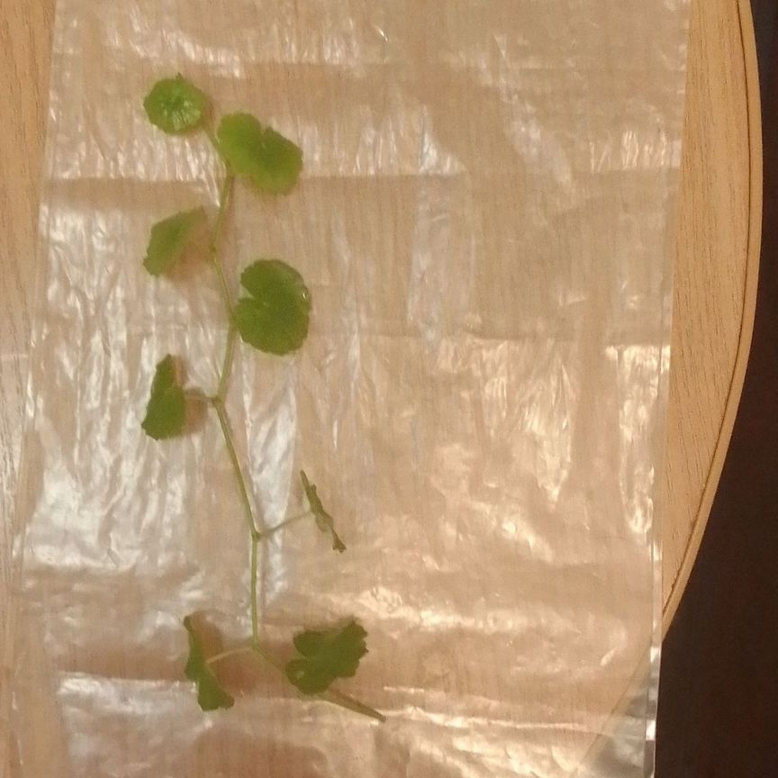 Аквариумное растение Гидрокотила белоголовая