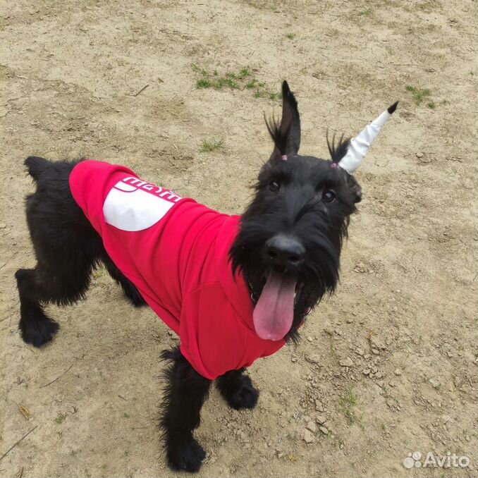 Подрощенный ризеншнауцер