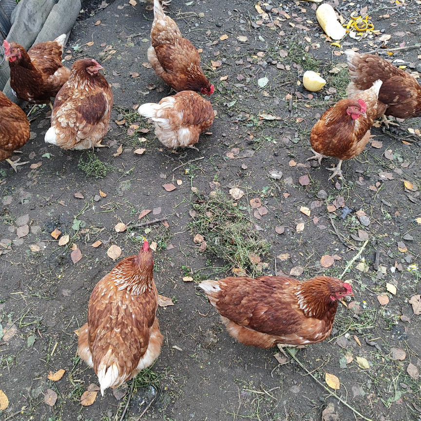 Куры несушки, продам в количестве 10 штук