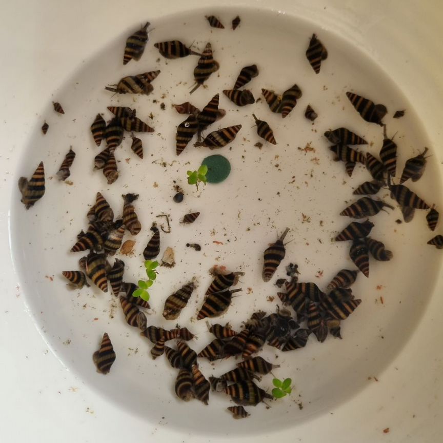 Улитка хелена