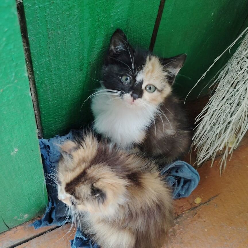 Отдам котят в добрые руки