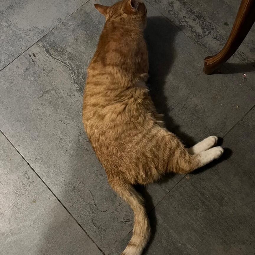Кот в добрые руки