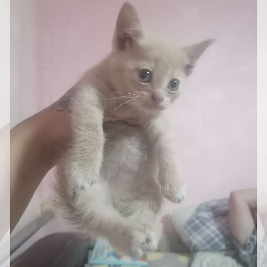 Котята отдам в добрые руки бесплатно