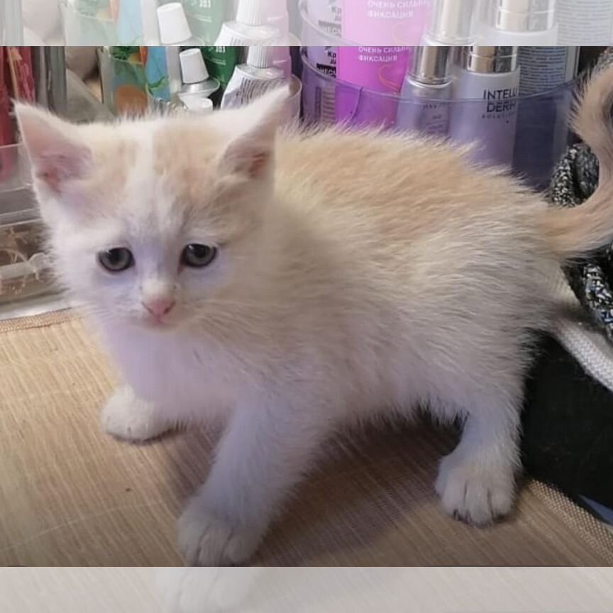 Котёнок в добрые руки
