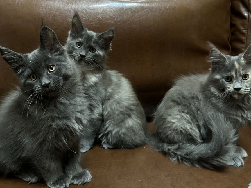 Котята мейн-кун