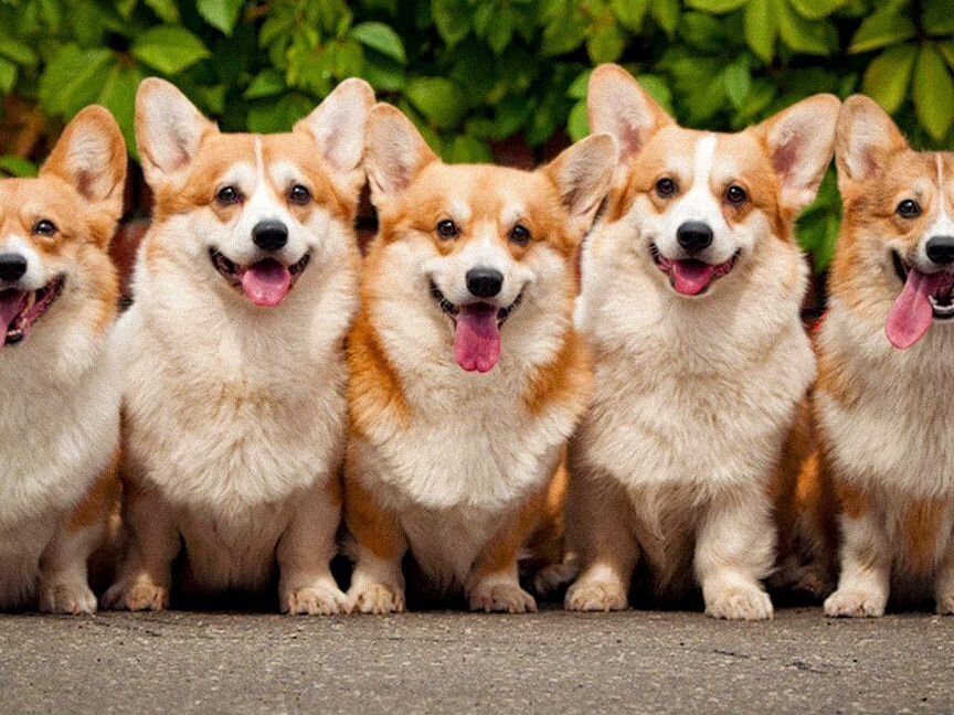 Вельштерьер