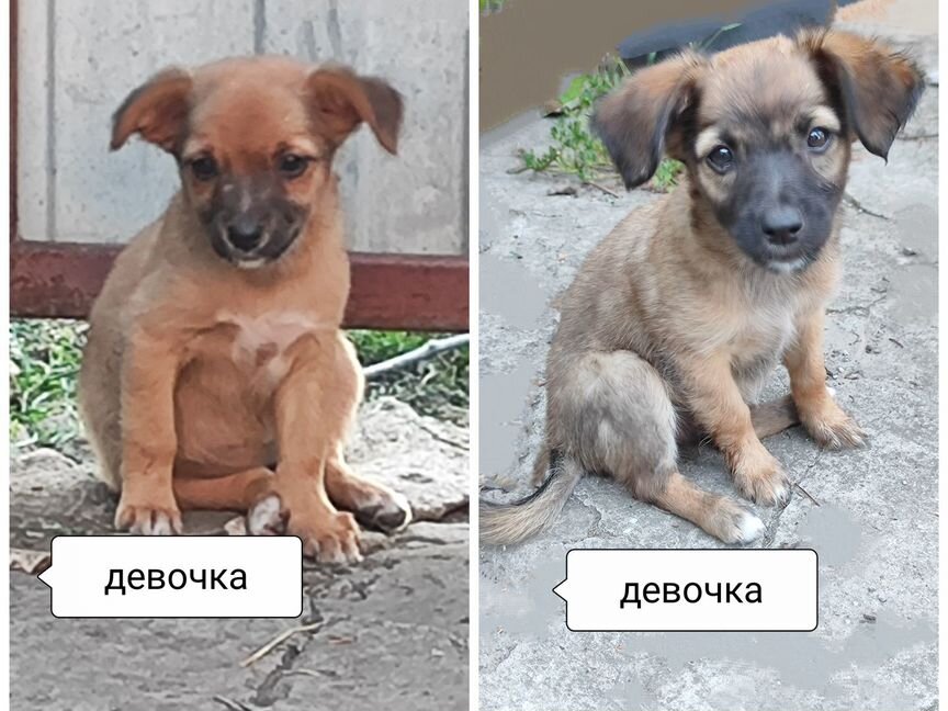 Отдам в добрые руки щенков