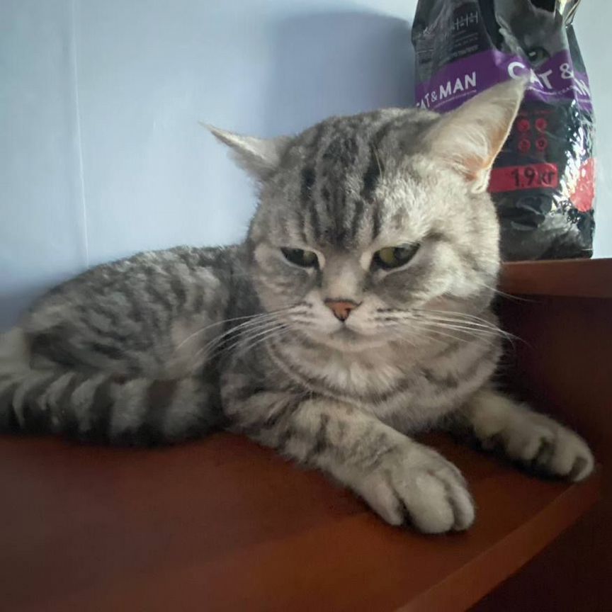 Отдам в добрые руки