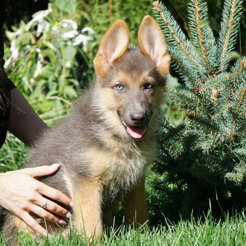 Эксклюзив.Шикарная девочка.Редкого окраса