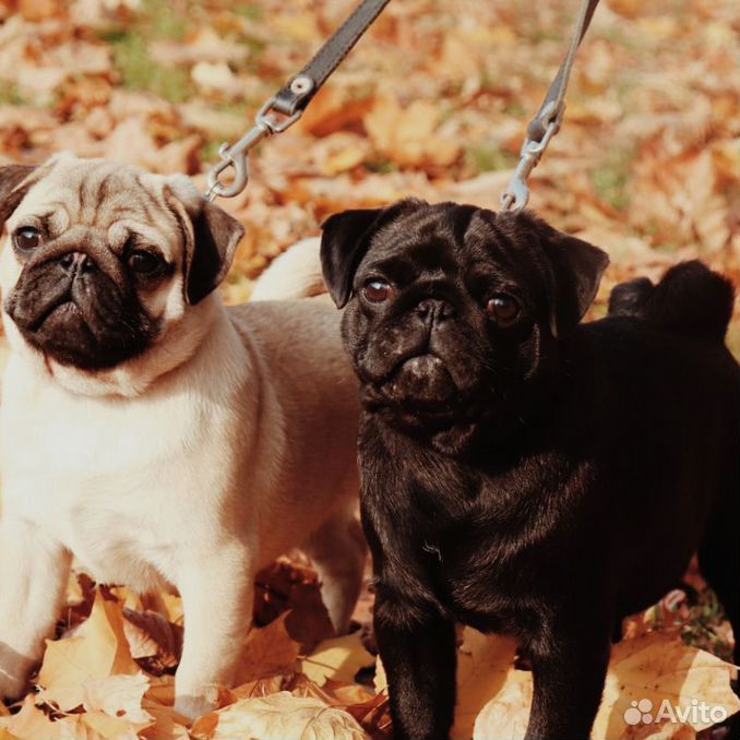 Милые щеночки Мопса