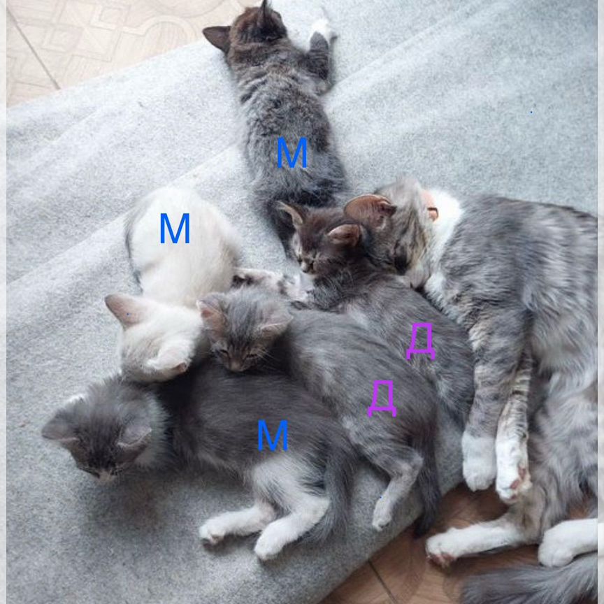 Уютные котятки