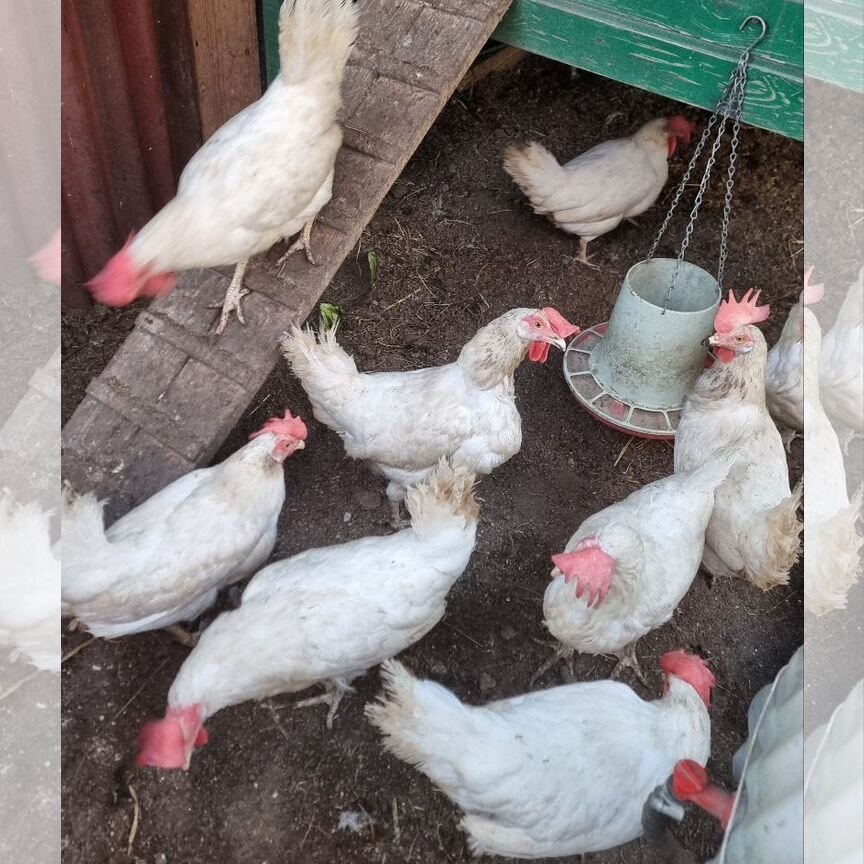 Куры несушки этого года продам торг