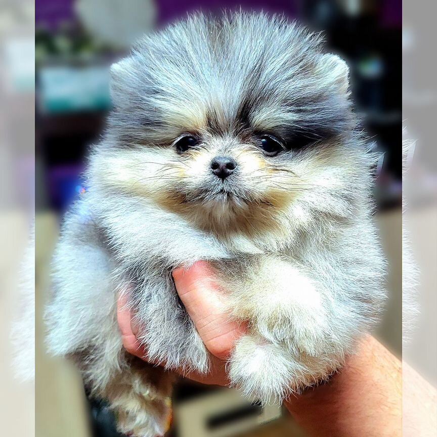 Щенок шпица