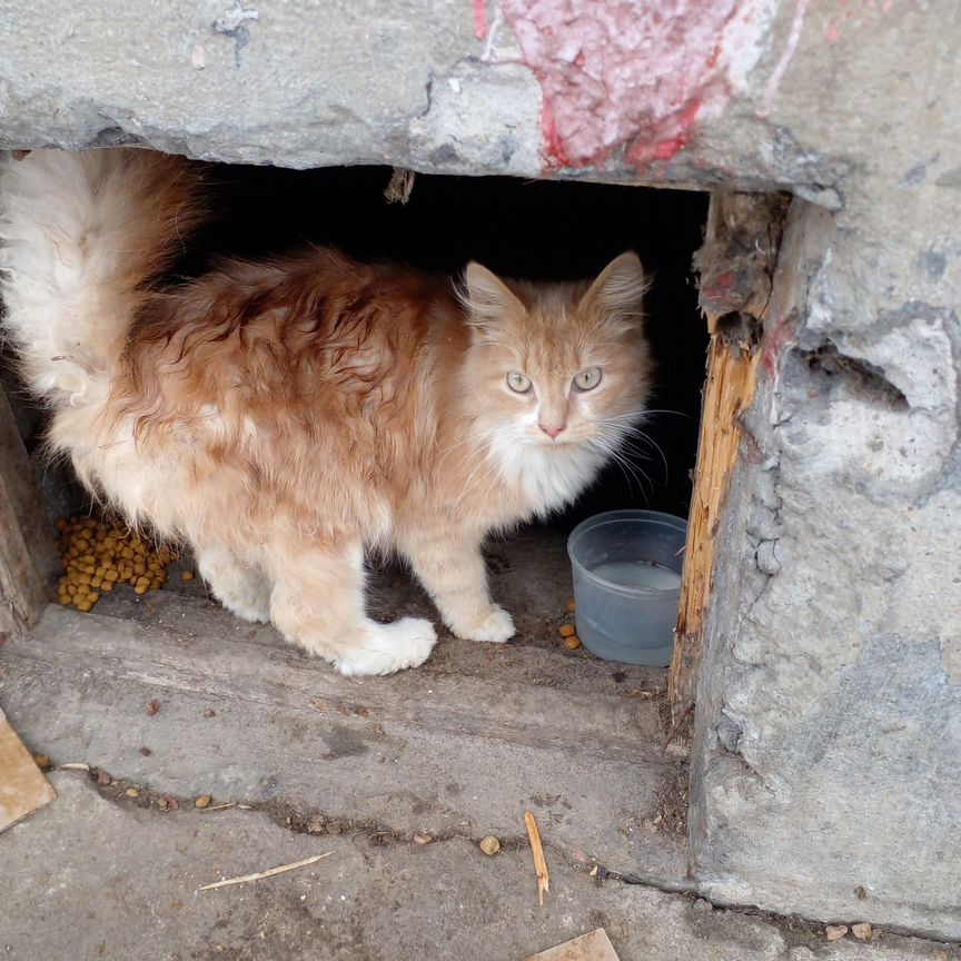 Молодой котик